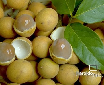 Pitomba na Rede Ecológica – Diversificando a Oferta (e o Consumo) de ...